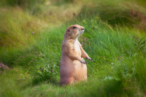 Best Prairie Dog Hunting States