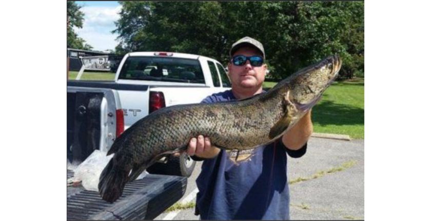 Snakehead Fish: The Invasive Species and Its Spreading Range