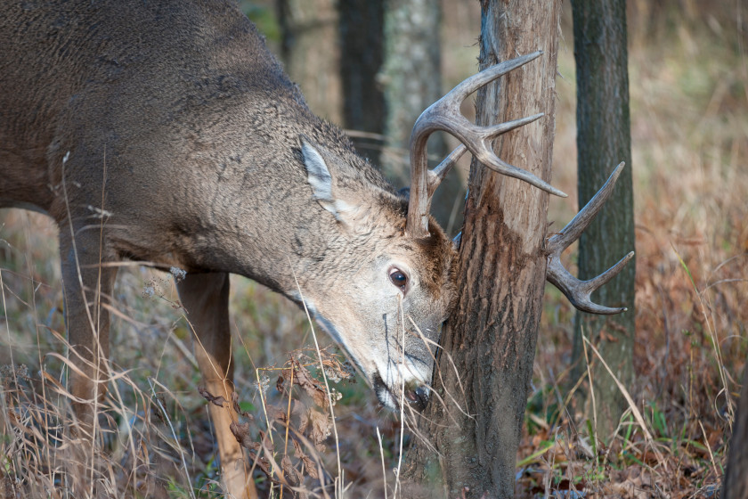 Buck Rubs: Significance of These Territorial Markers in the Forest