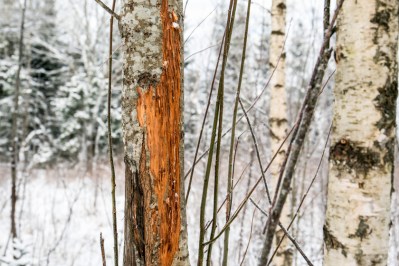 Buck Rubs: Significance of These Territorial Markers in the Forest