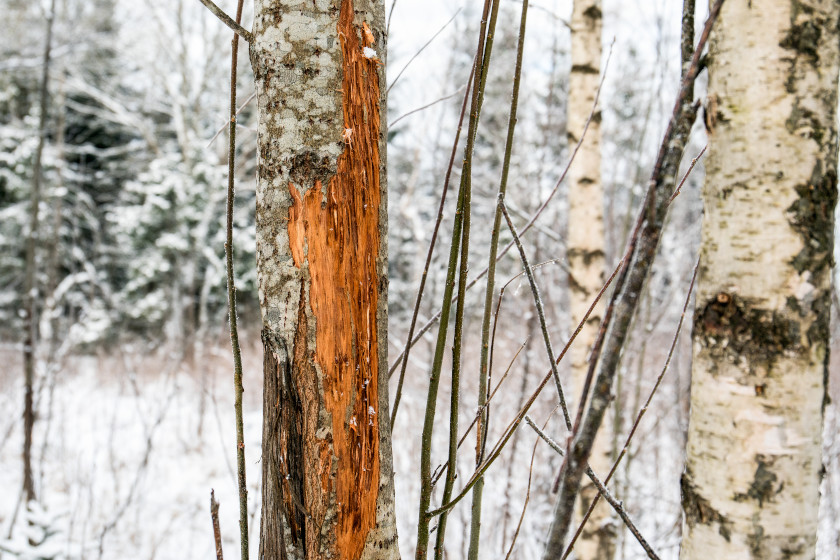 Buck Rubs: Significance of These Territorial Markers in the Forest