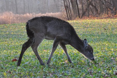 Button Buck: Identification and Ethics of Harvesting Young Male Deer