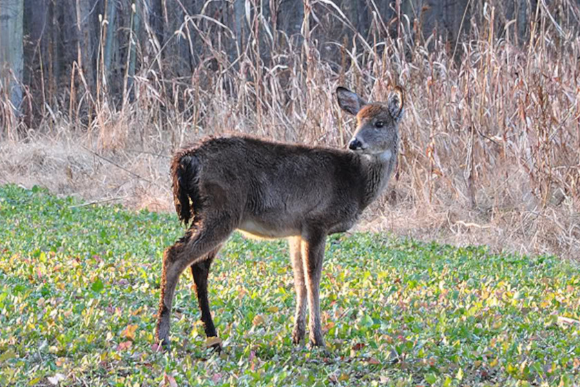 Button Buck: Identification and Ethics of Harvesting Young Male Deer