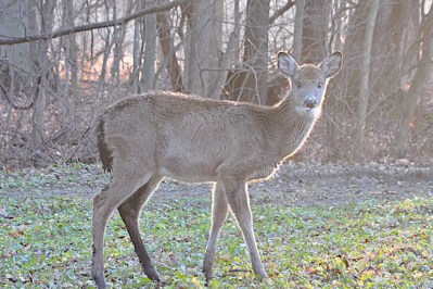 Button Buck: Identification and Ethics of Harvesting Young Male Deer