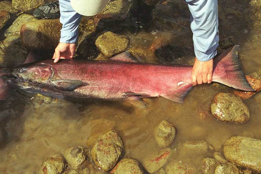 4 Native Fish to Catch in Their Native Territories