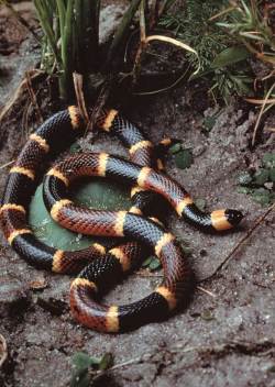 Eastern Coral Snake: Range, Behavior, and All About Their Venom