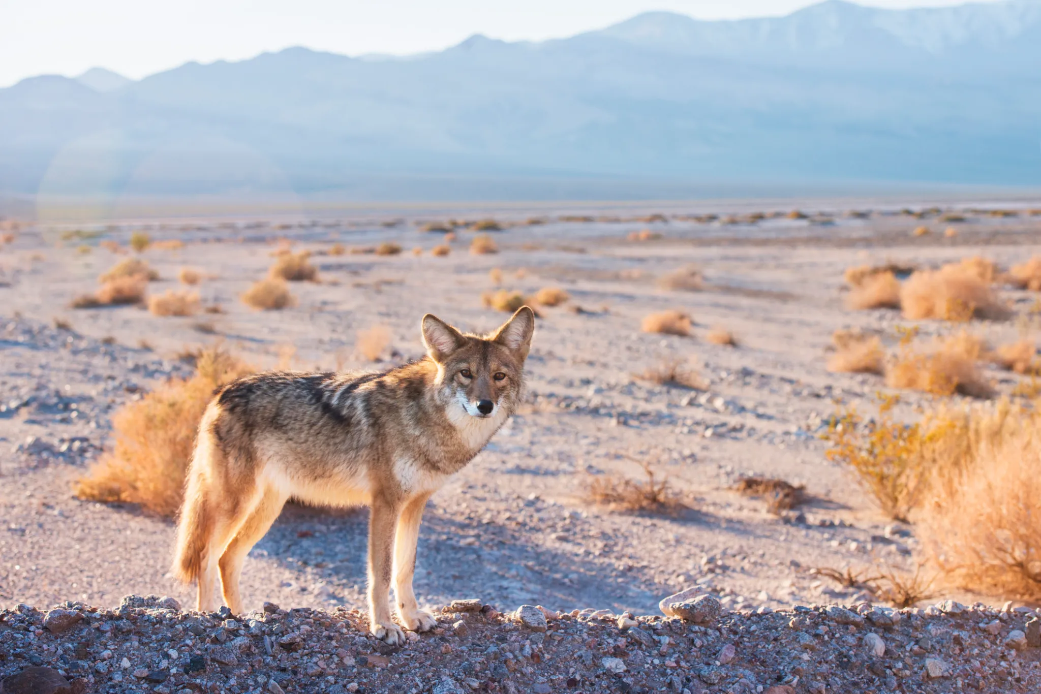 What Do Coyotes Eat? Answers to All Your Qs About Coyotes