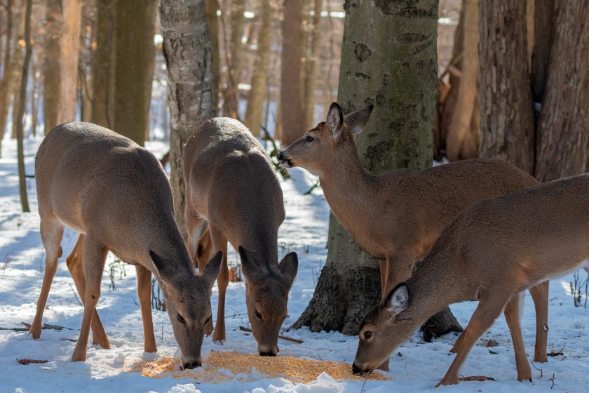 Deer Corn: What to Know About this Effective Deer Attractant