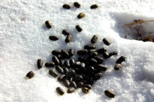 Deer Poop, Why You Should Identify It and Shouldn't Ignore It