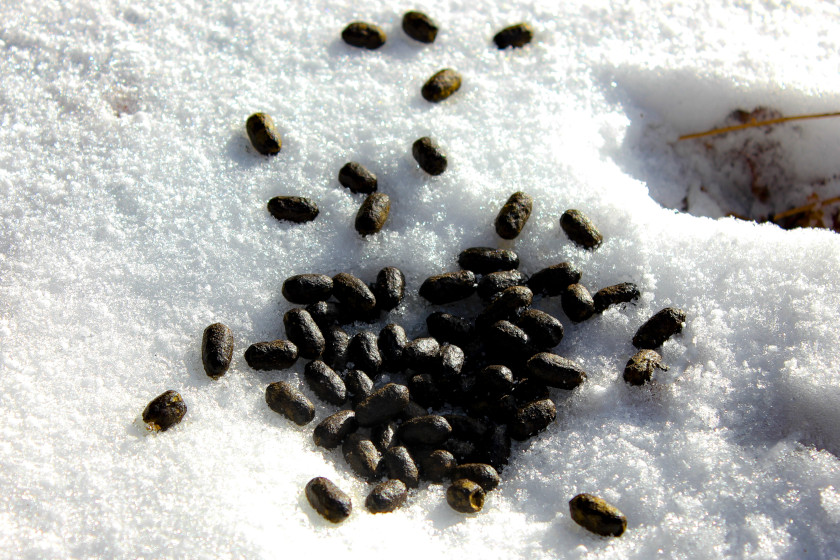 Deer Poop, Why You Should Identify It and Shouldn't Ignore It