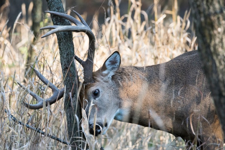 Button Buck: Identification and Ethics of Harvesting Young Male Deer