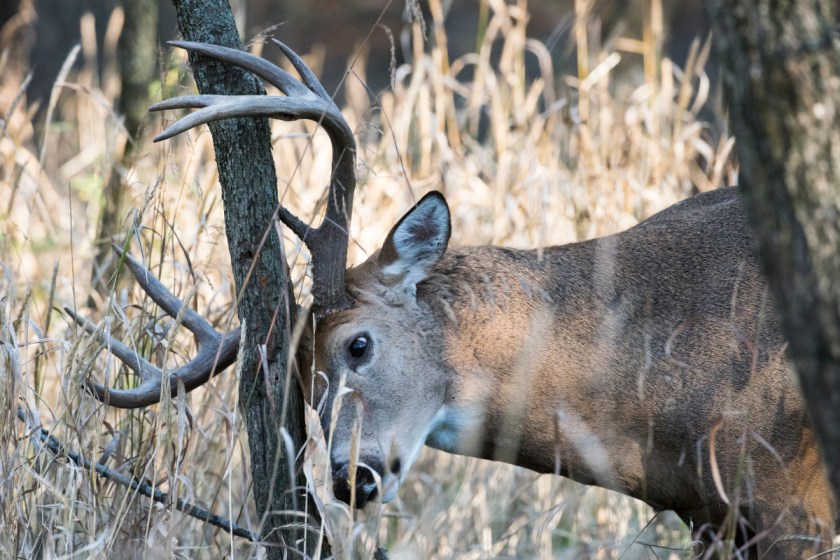 Antler Rattling: What is It, Exactly? Plus 3 Tips to Remember When ...