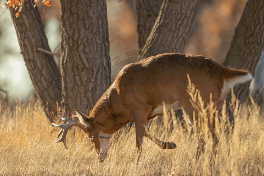 Deer Scrapes, Why They Make Them and What They Mean