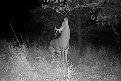 Deer Scrapes, Why They Make Them and What They Mean