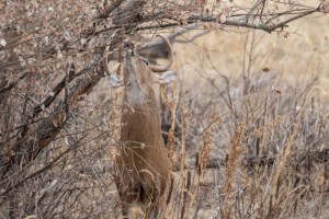 Deer Scrapes, Why They Make Them and What They Mean
