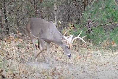 Deer Scrapes, Why They Make Them and What They Mean