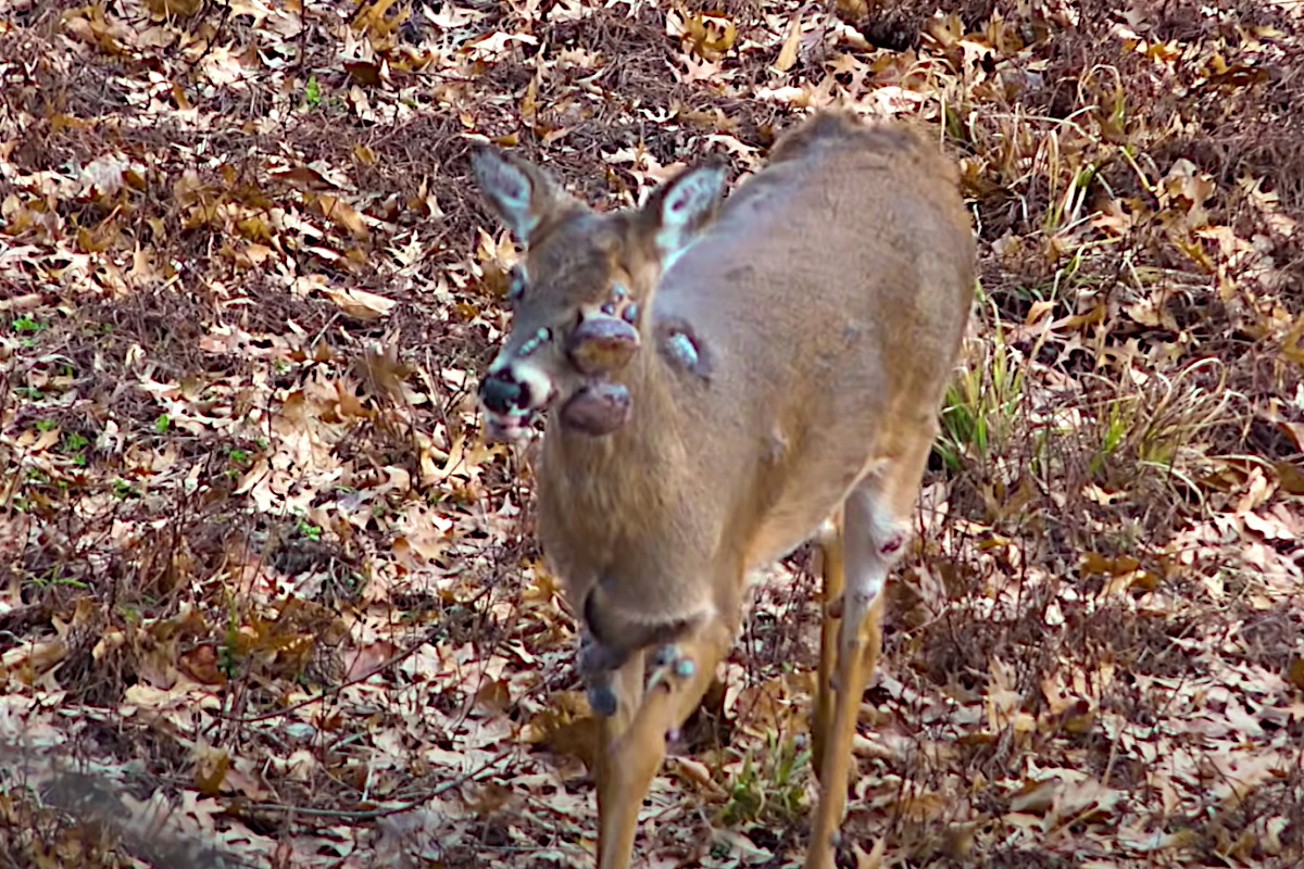 Deer Warts: The Causes of Deer Fibroma on Whitetails