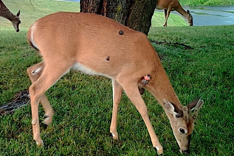 Deer Warts: The Causes of Deer Fibroma on Whitetails