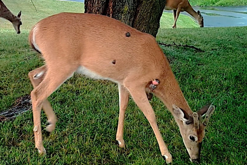 Deer Warts: The Causes of Deer Fibroma on Whitetails