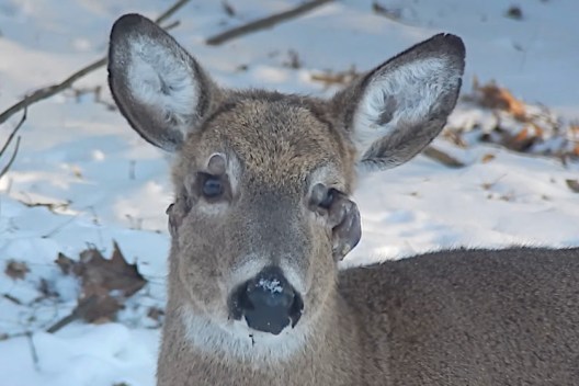 Deer Warts: The Causes of Deer Fibroma on Whitetails