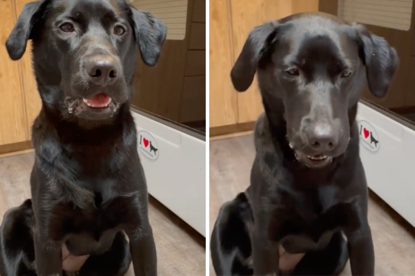 Ember the Dog Reacts to Trying Mango for the First Time