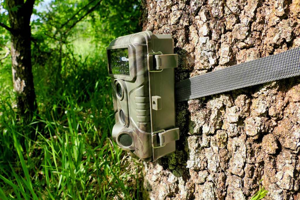 Checking Trail Cameras for Hunting: Advice for Doing It Undetected