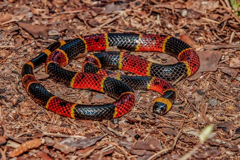 Eastern Coral Snake: Range, Behavior, and All About Their Venom
