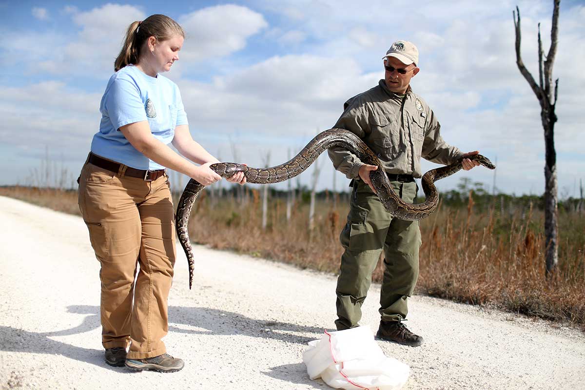 Amy Siewe: Part Python Huntress, Part Conservationist