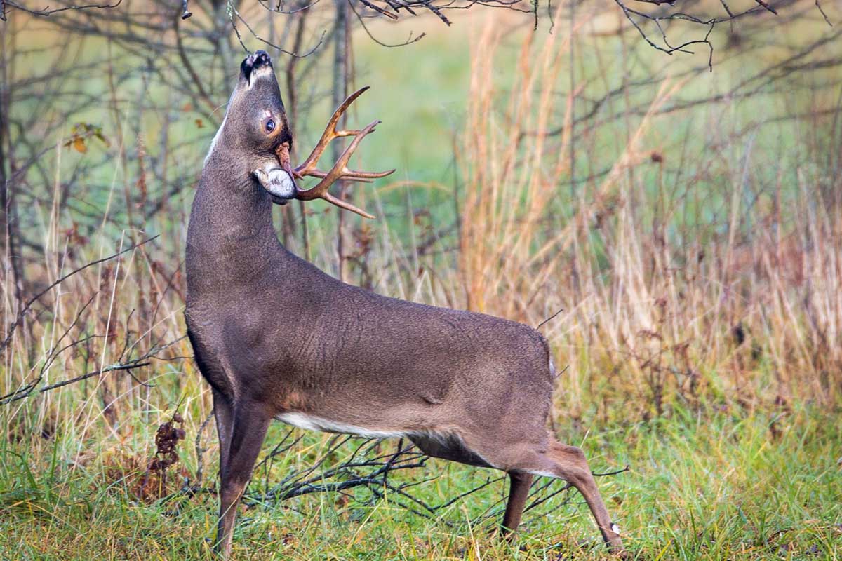 Buck Rubs: Significance of These Territorial Markers in the Forest