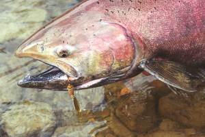 The Best Places to Salmon Fish While California's Rivers Recover