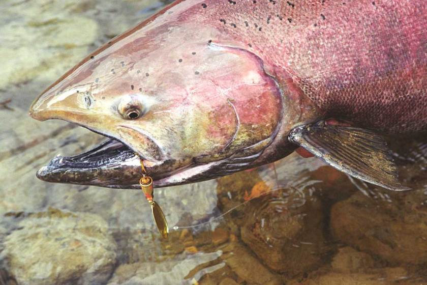 4 Native Fish to Catch in Their Native Territories