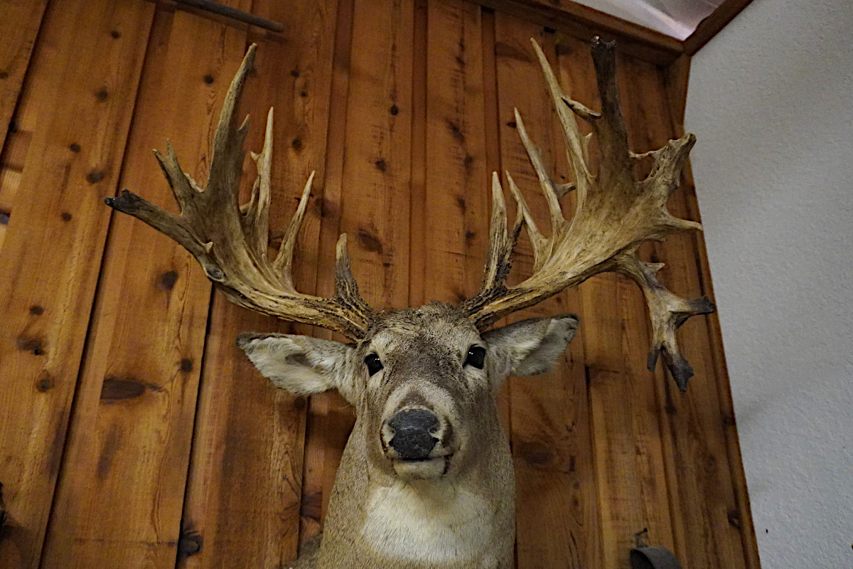 The Minnesota Monarch: a Giant Buck Known Only By World Record Sheds ...