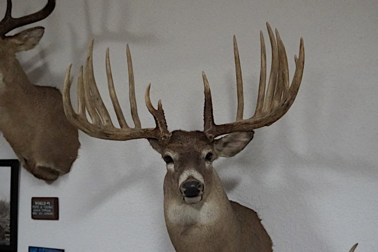 How to Quickly Identify a 120 Class Whitetail Deer