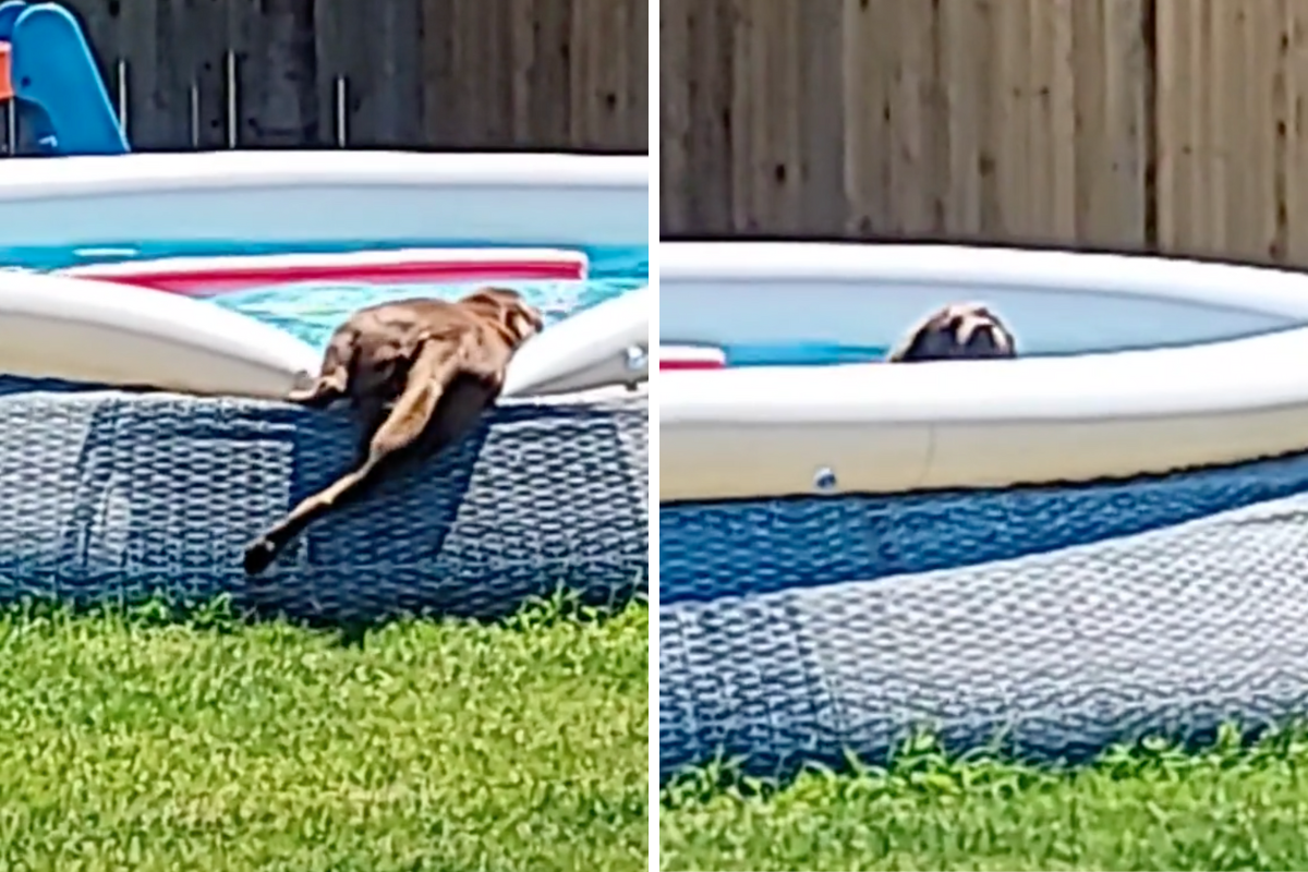 A Chocolate Lab Struggles Jumping Into Pool in Hilarious Video - Wide ...