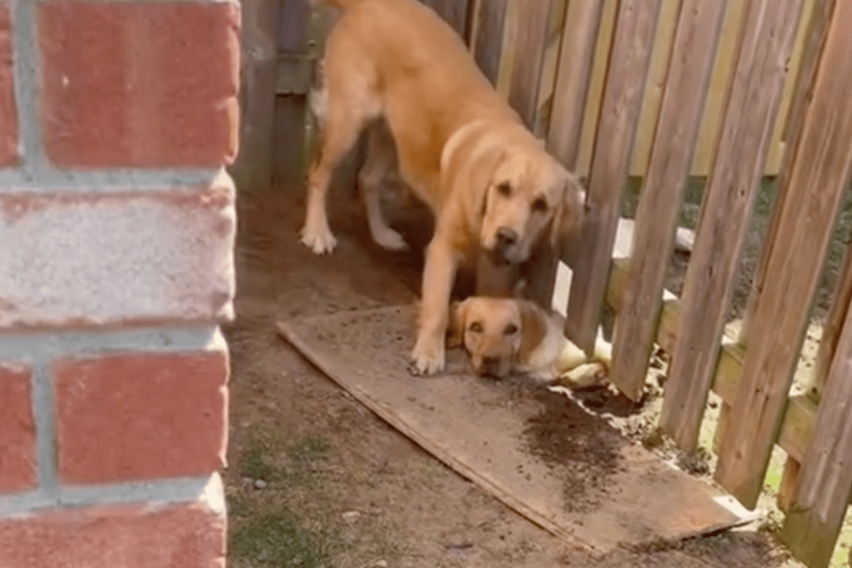 Labrador Busted Sneaking Under Fence to See Her Best Friend
