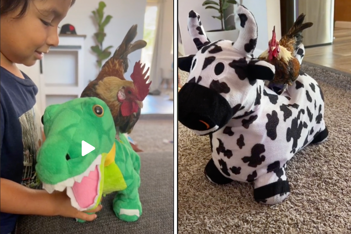This Mini Rooster and His Human BFF Do Everything Together