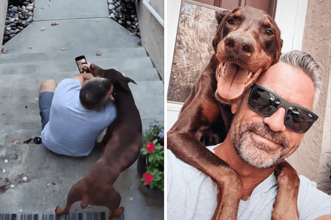 Security Camera Captures Priceless Final Video of Dog and Owner's Daily ...