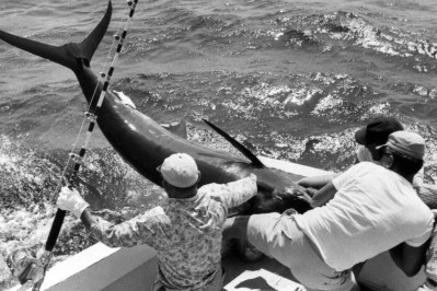 World Record Blue Marlin: Why the Records May Never Be Broken