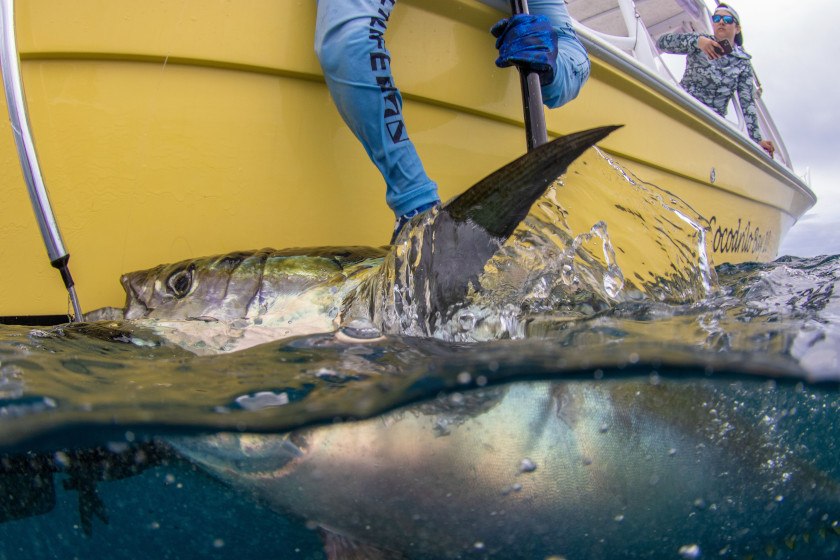 Yellowfin Tuna: Catching One of the Ocean's Hardest Fighters - Wide ...