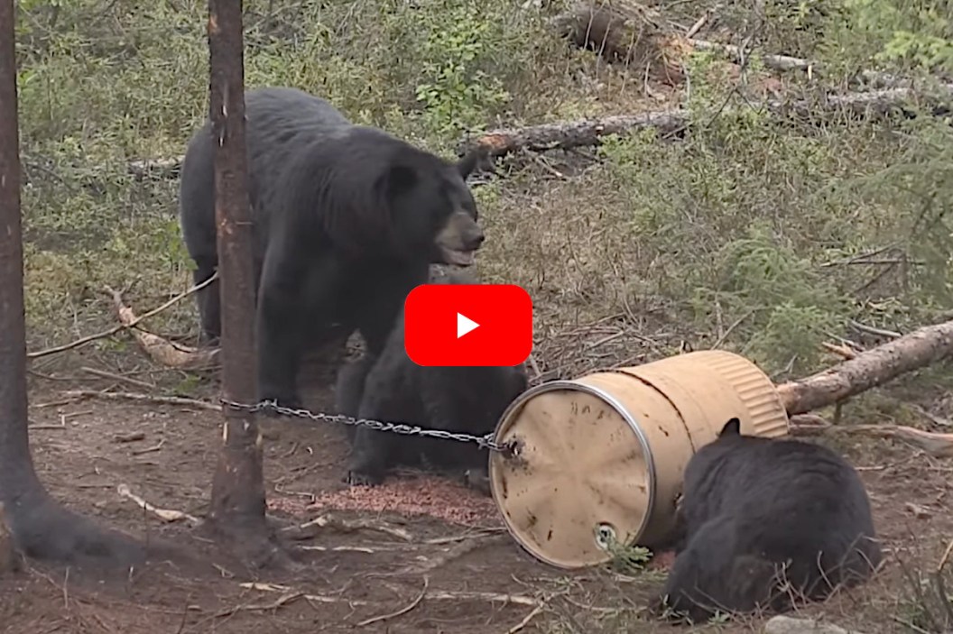 11-Year-Old Bags Potential State Record, 700-Pound Wisconsin Black Bear ...