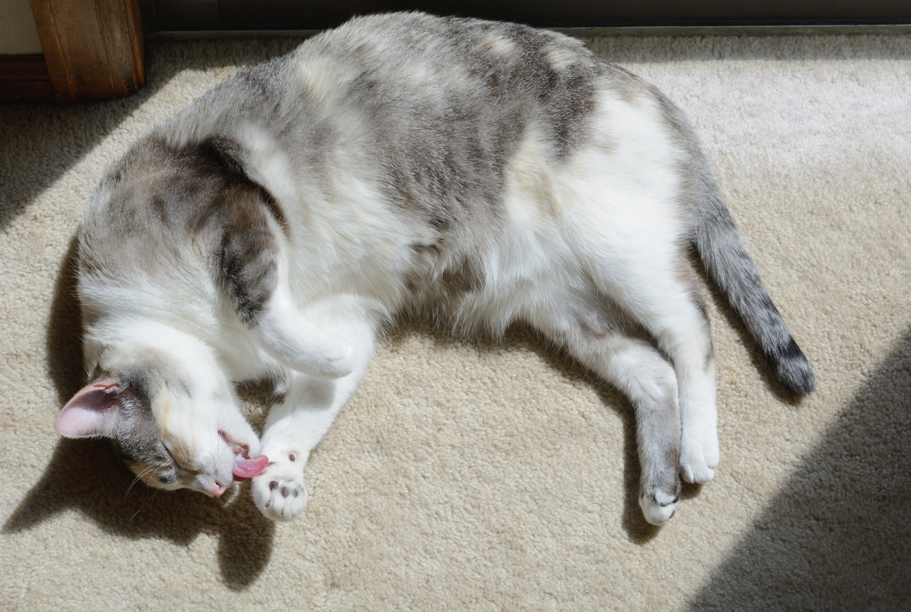Dilute Calico Cats: What Makes These Felines Special