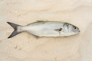 Bluefish Identification, Range, and More