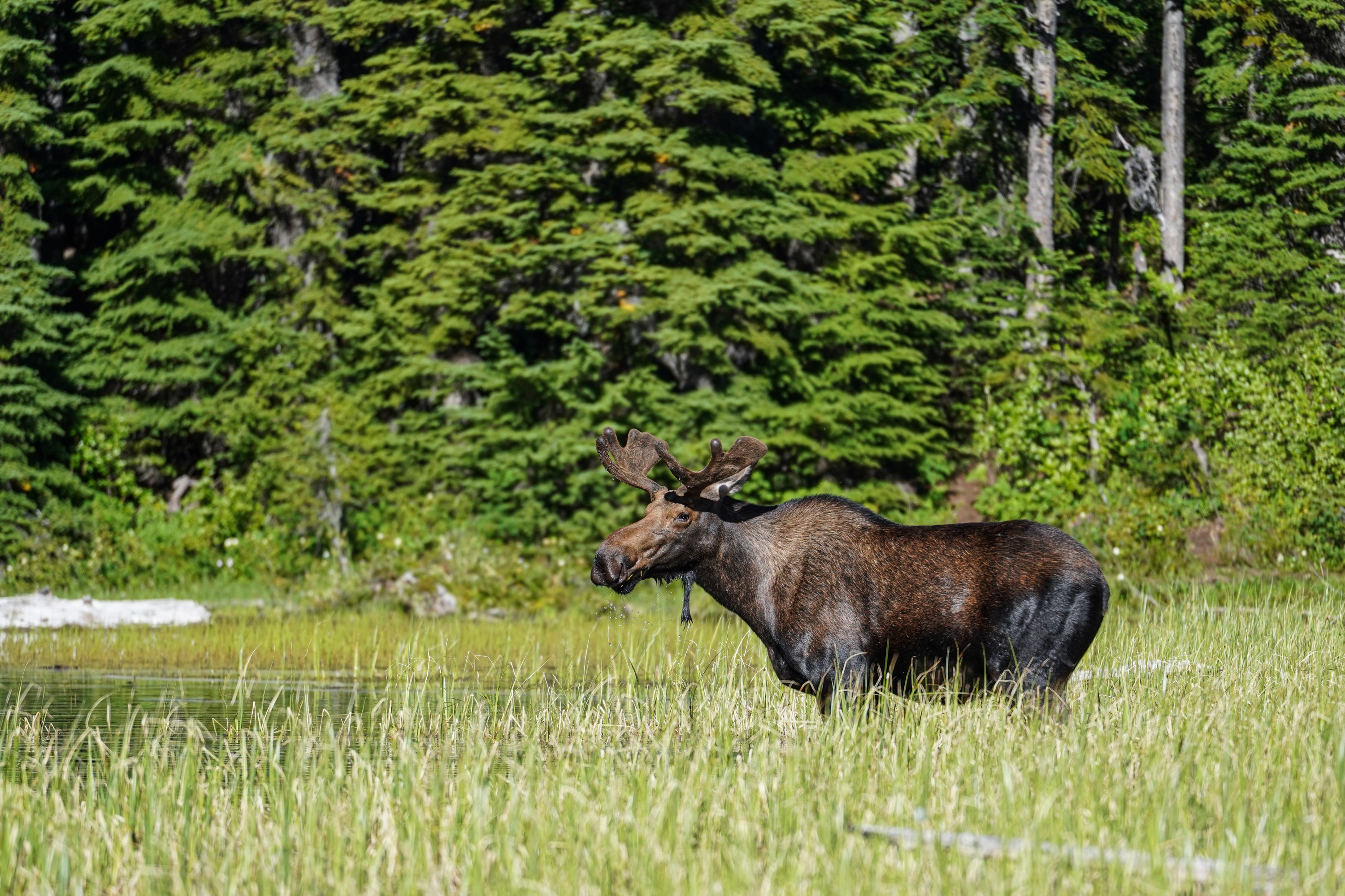 Moose Hunting: 9 Best States for a Bucket List Moose Hunt