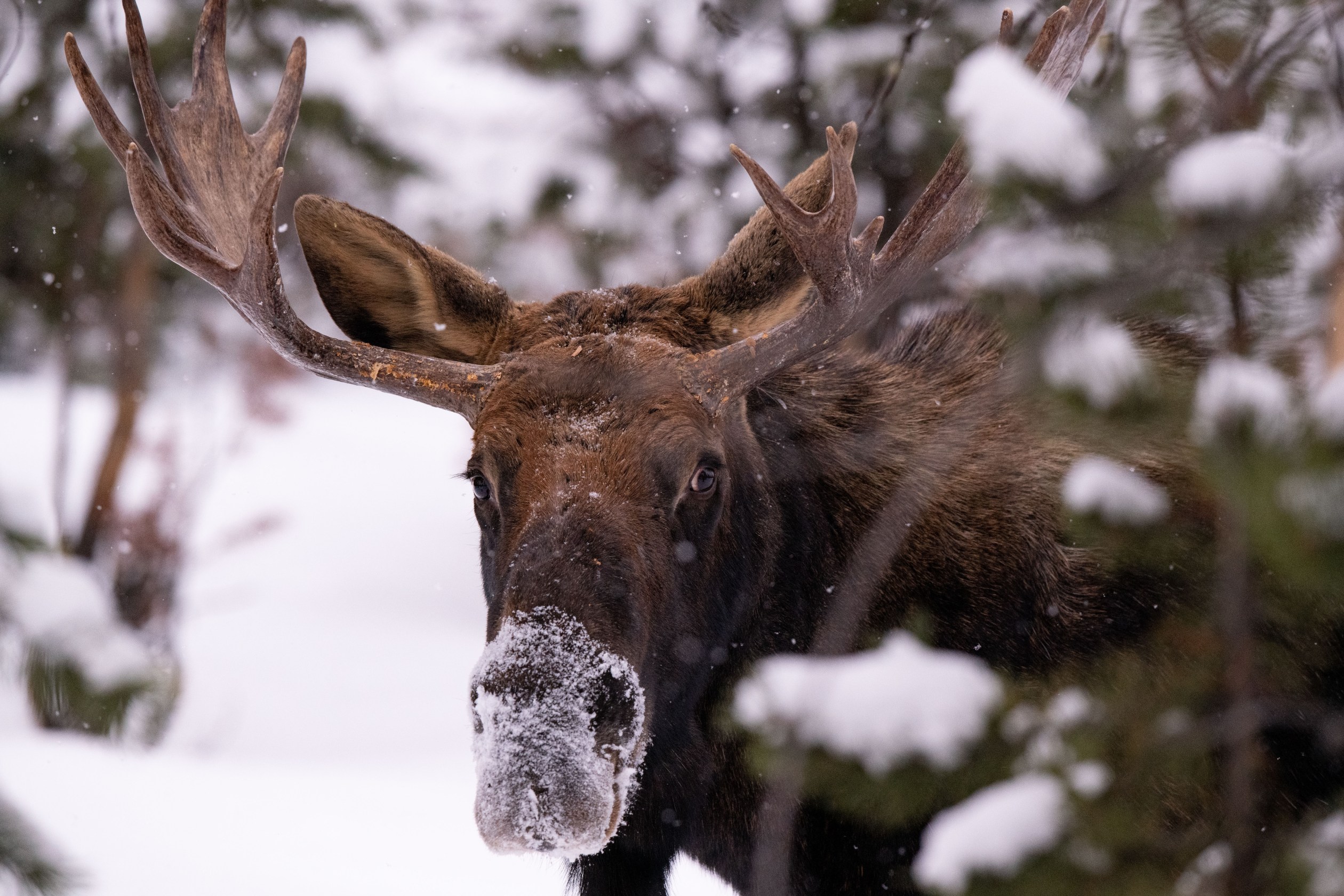Moose Hunting: 9 Best States for a Bucket List Moose Hunt