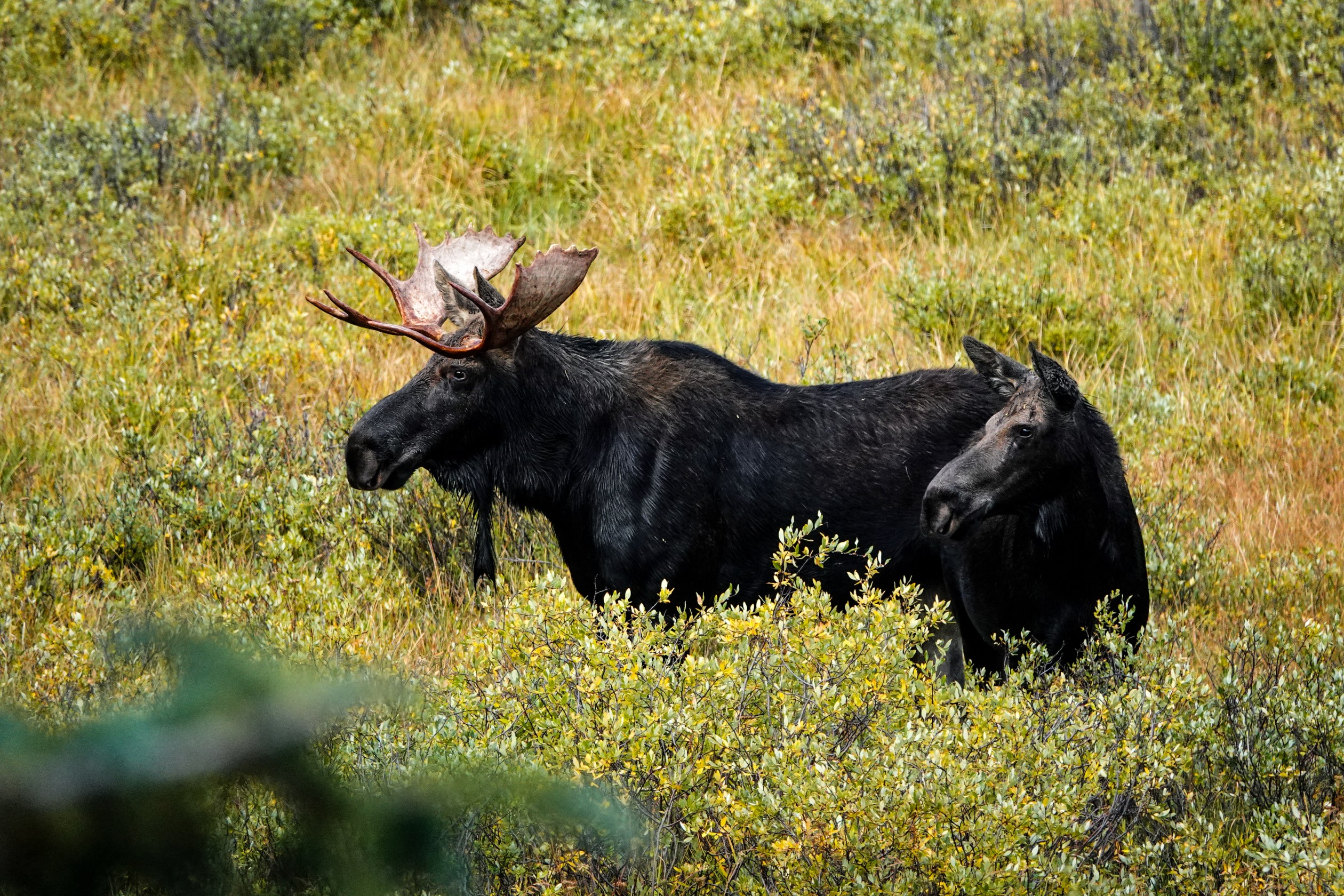 Moose Hunting: 9 Best States for a Bucket List Moose Hunt