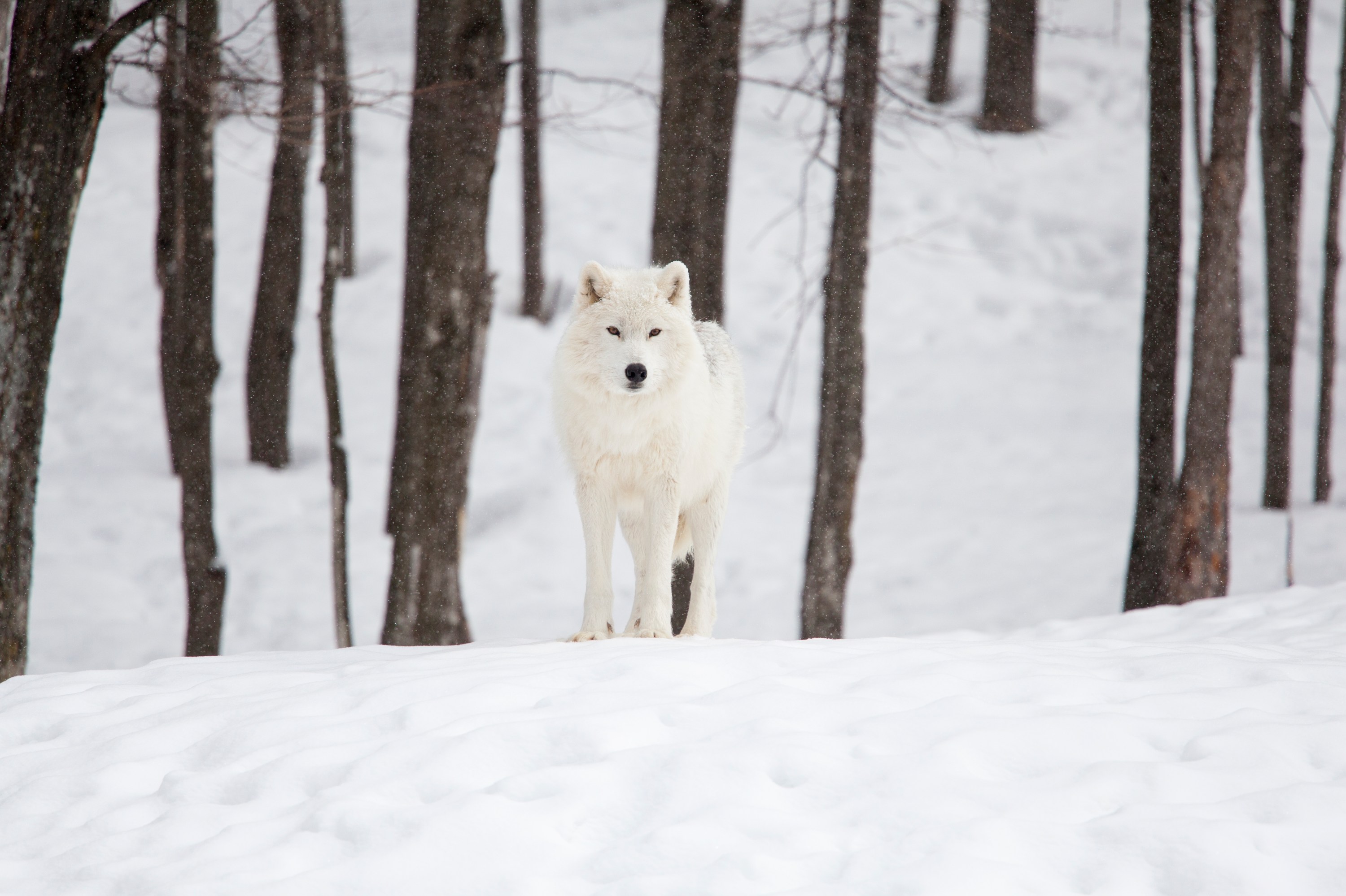 How Big Are Wolves? Size of a Gray Wolf, Timber Wolf, and More