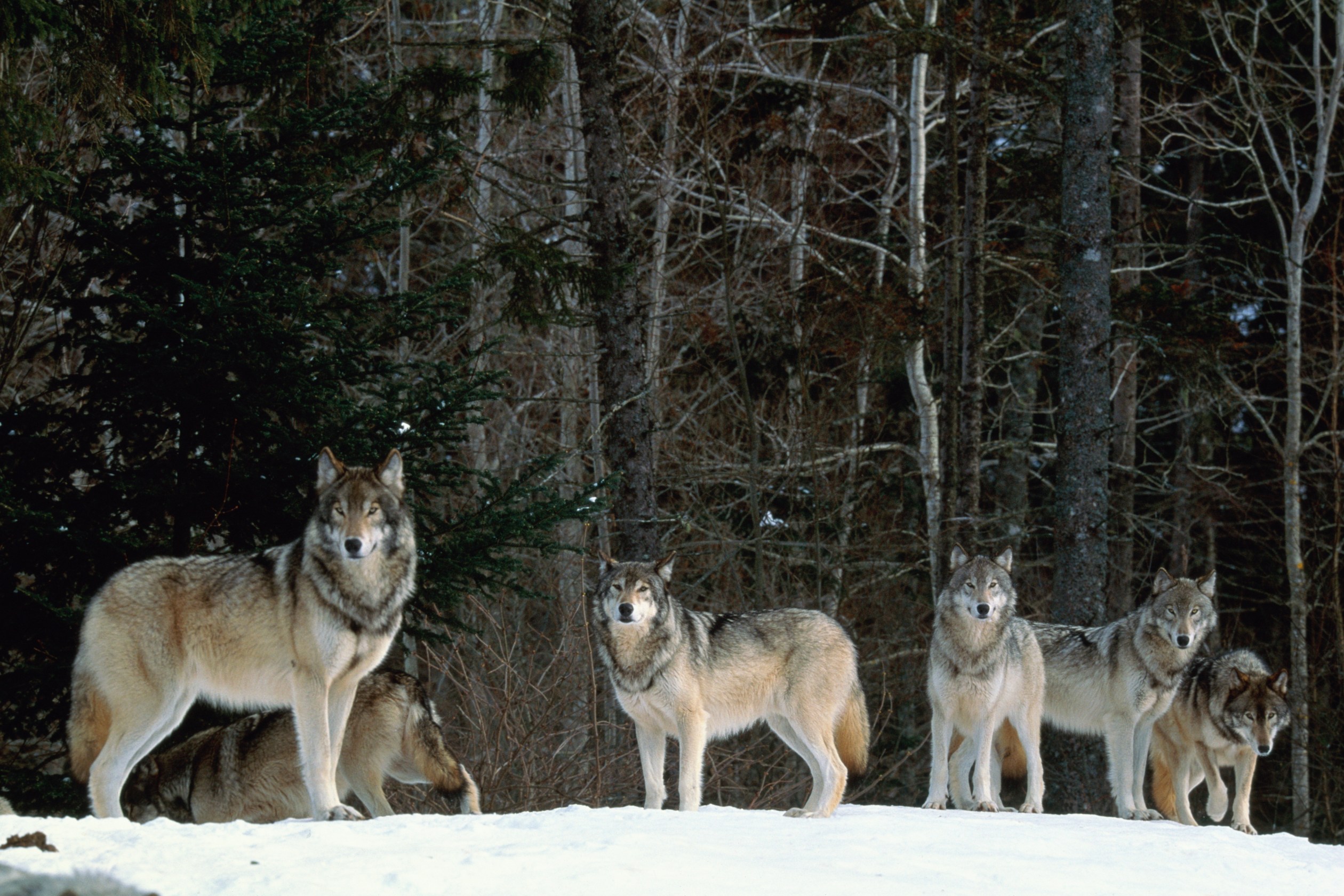 How Big Are Wolves? Size of a Gray Wolf, Timber Wolf, and More
