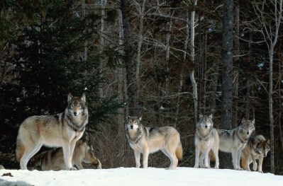 How Big Are Wolves? Size of a Gray Wolf, Timber Wolf, and More