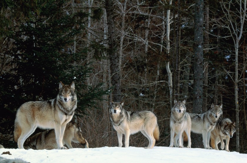 How Big Are Wolves? Size of a Gray Wolf, Timber Wolf, and More