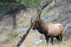Elk Sign: How to Spot It in the Wild